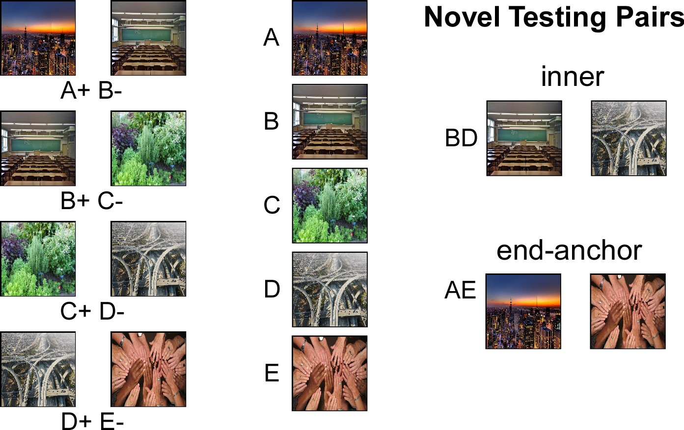 Transitive inference – Comparative Perception and Attention Laboratory